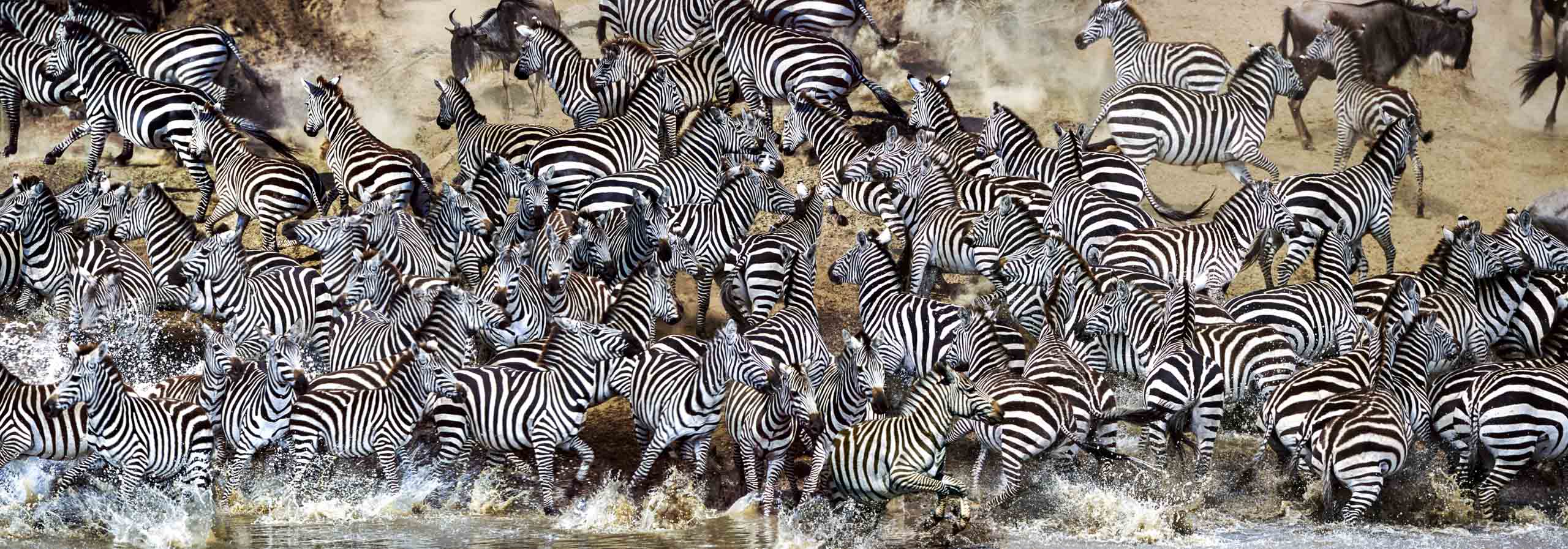 Zebra Population In Tanzania