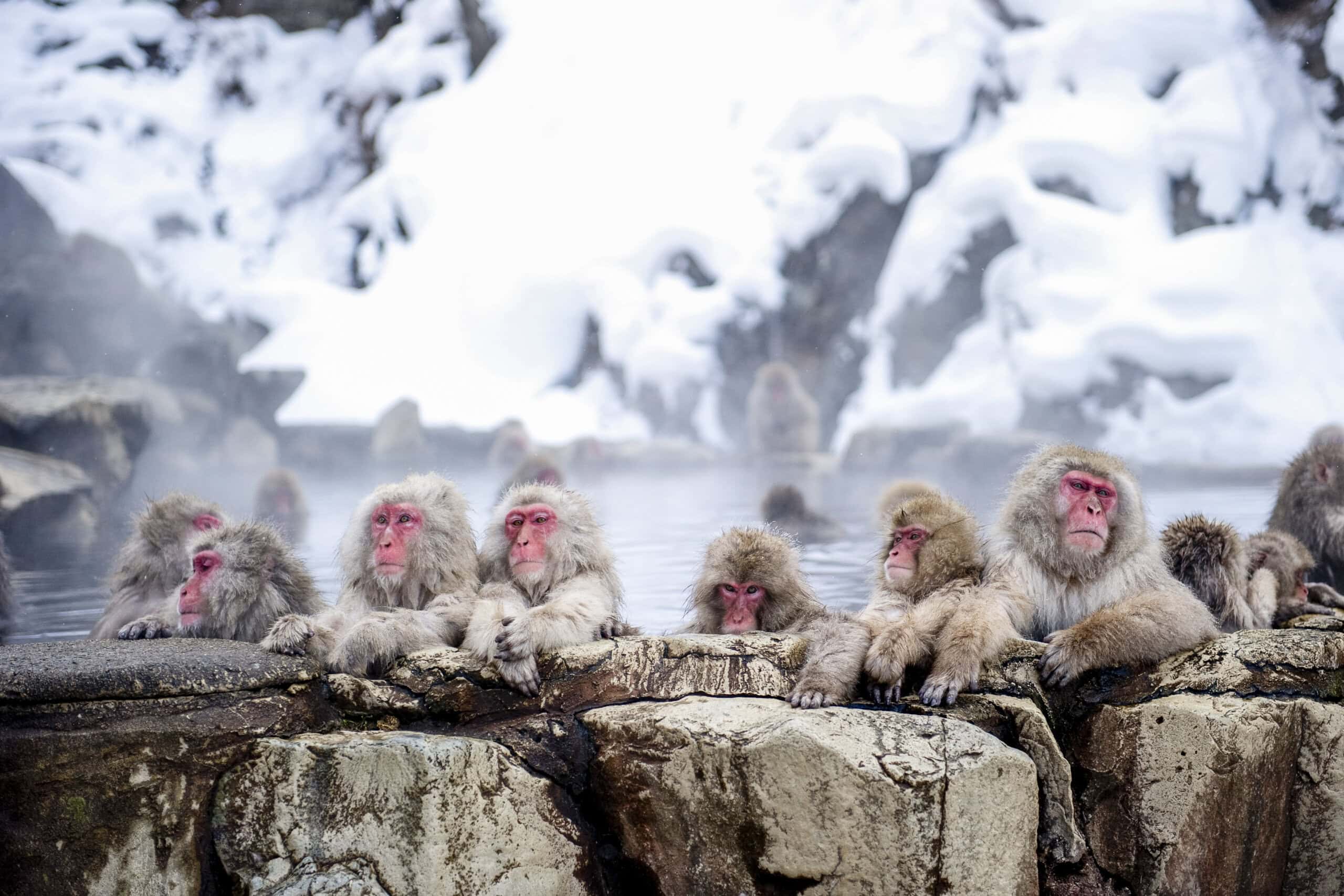 Japan: Snow Monkeys & Winter Cranes Tour | Wilderness Travel