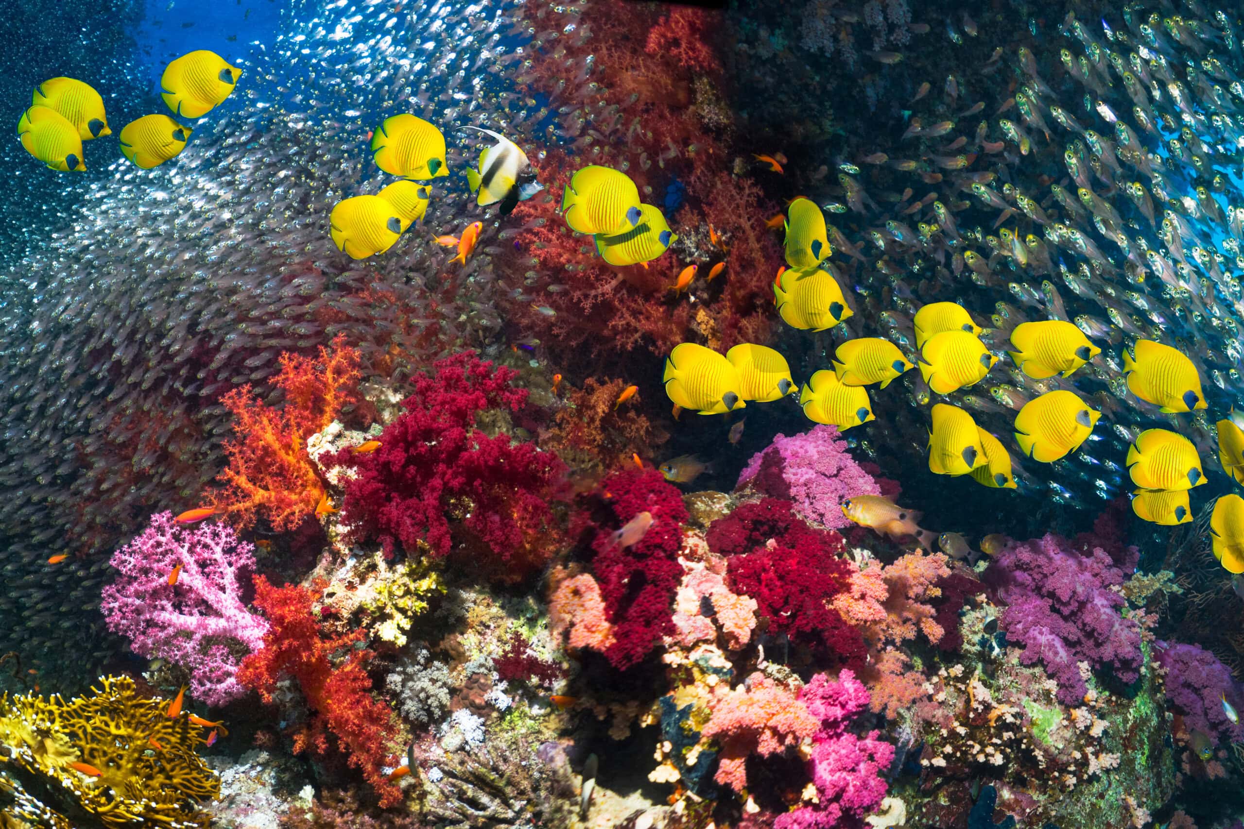 Best Pacific Tours & Cruises | Guided Pacific Trips