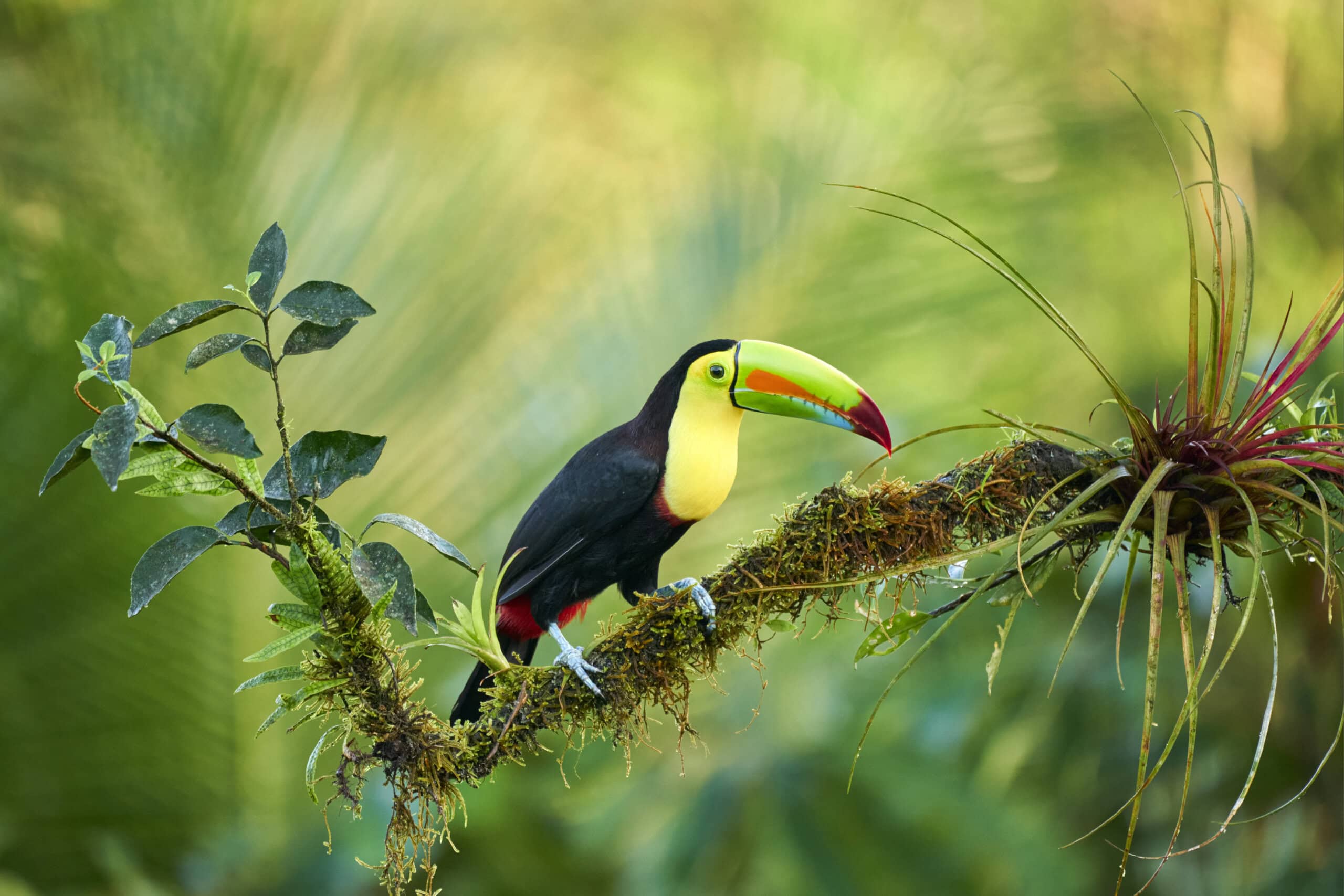 Cruise the Wonders of Costa Rica, Panama & Colombia