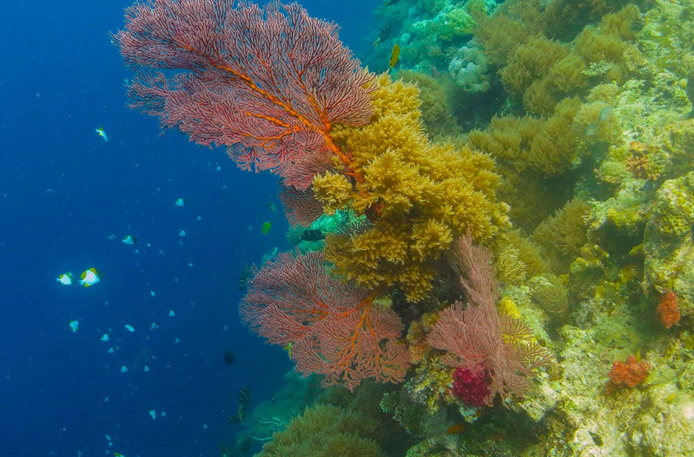 Beautiful Coral Reefs Palau Palau Wins World Heritage Status | ICRI
