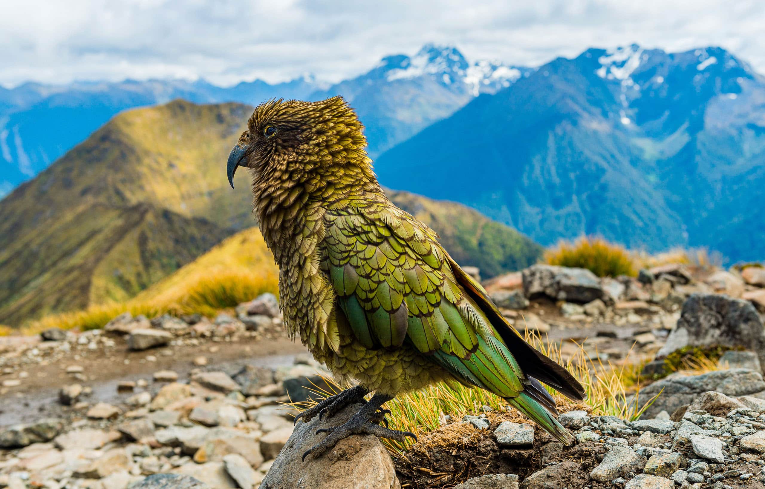 8 Best National Parks in New Zealand | Where to Go & What to Do